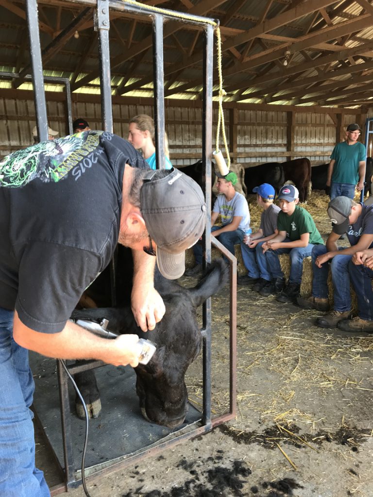 Calf clipping - Fort Frances Times