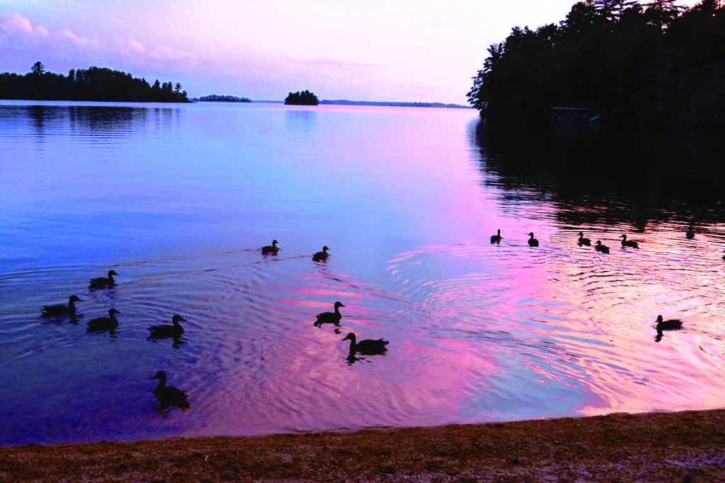 Sunset swim - Fort Frances Times