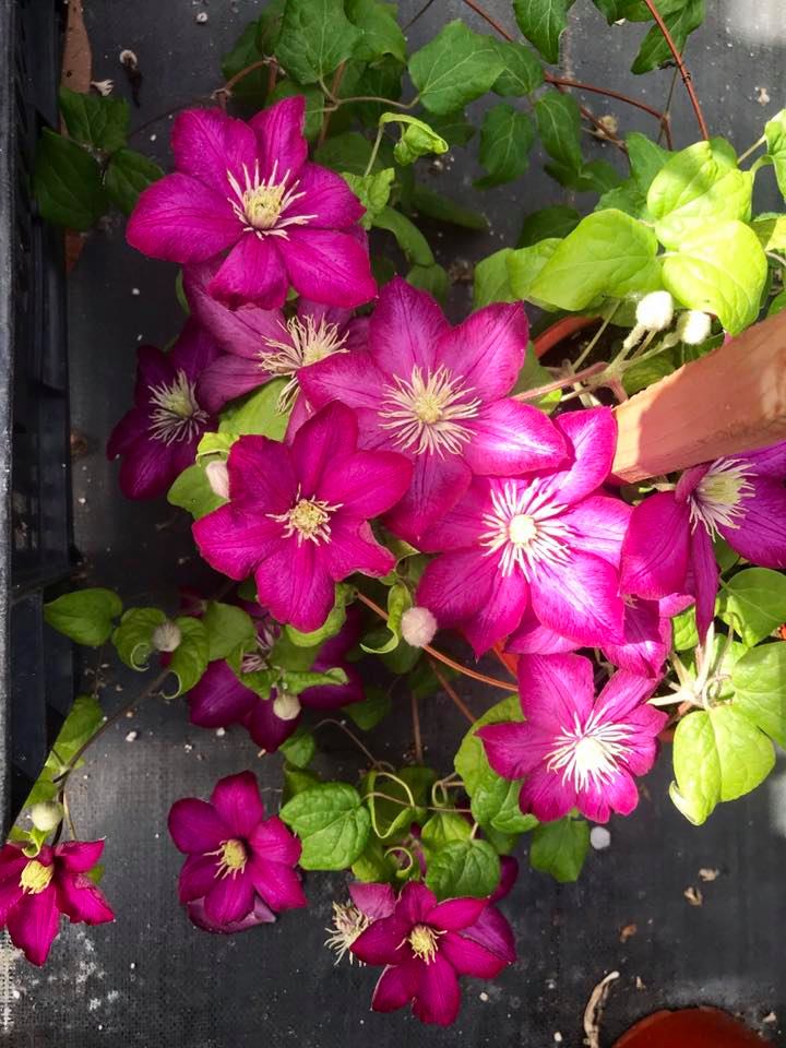 Clematis – always a popular flowering vine – Fort Frances Times