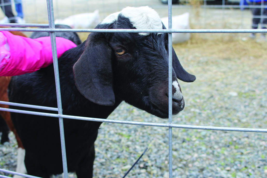 Emo Feeds Harvest Market - Fort Frances Times