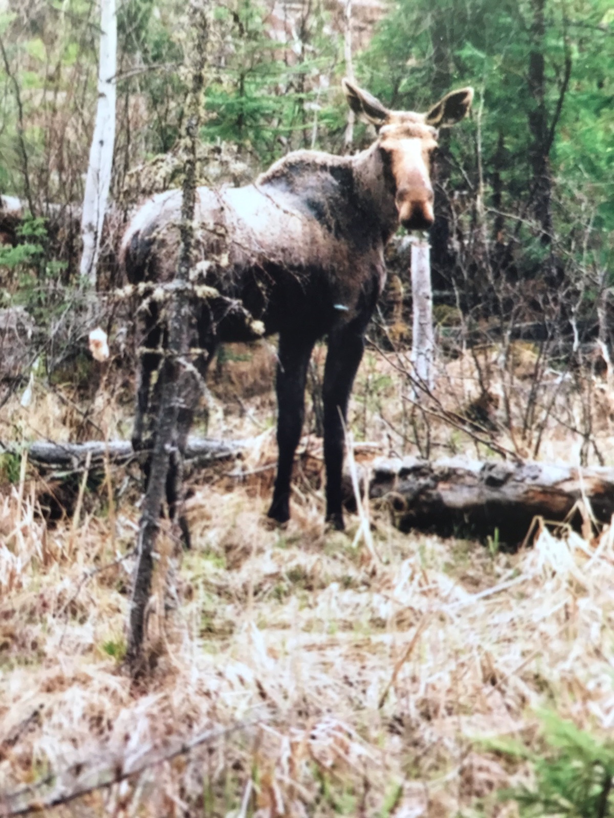 Winter ticks no friend to moose – Fort Frances Times