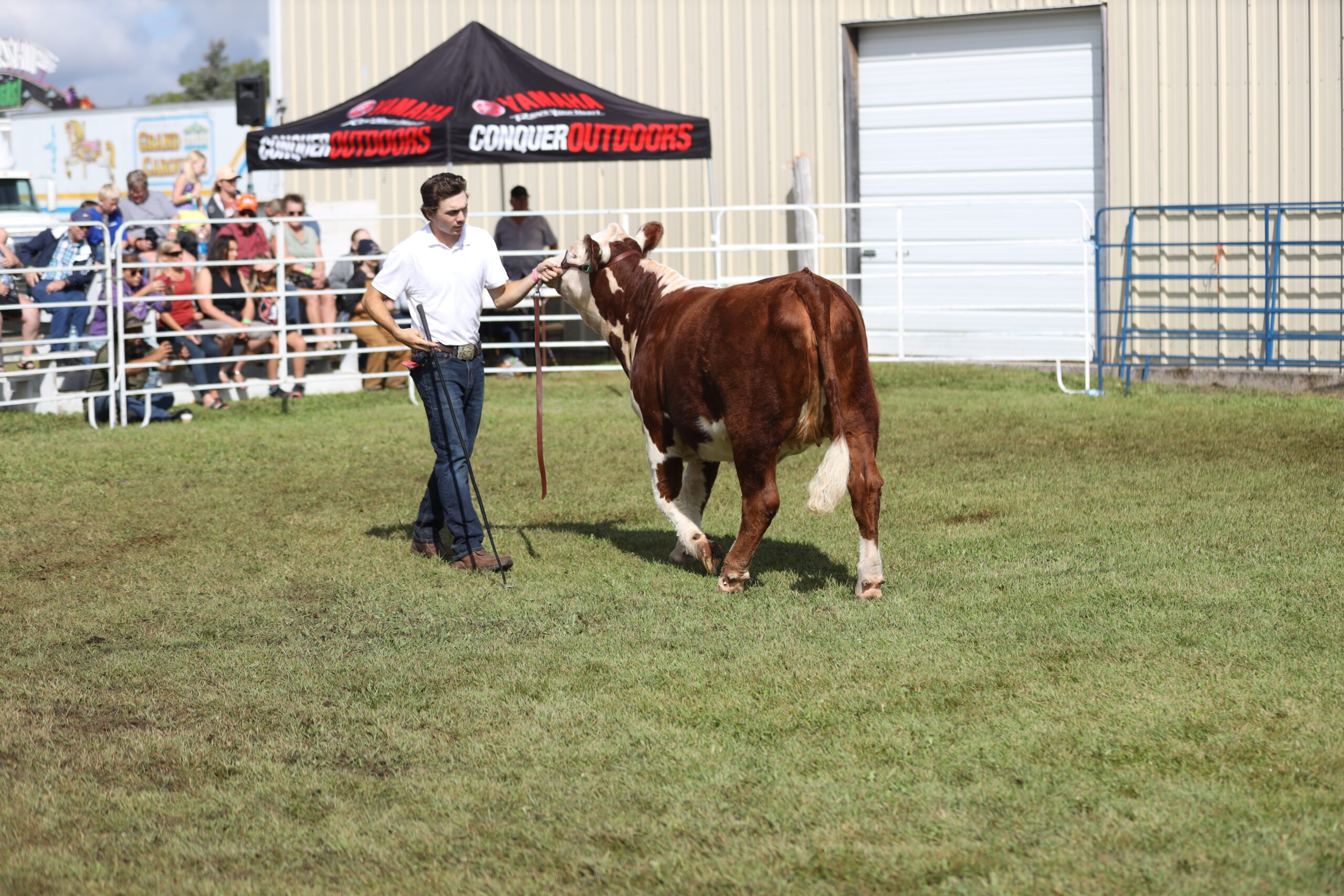 What it takes to have a winning cow at the fair - Fort Frances Times