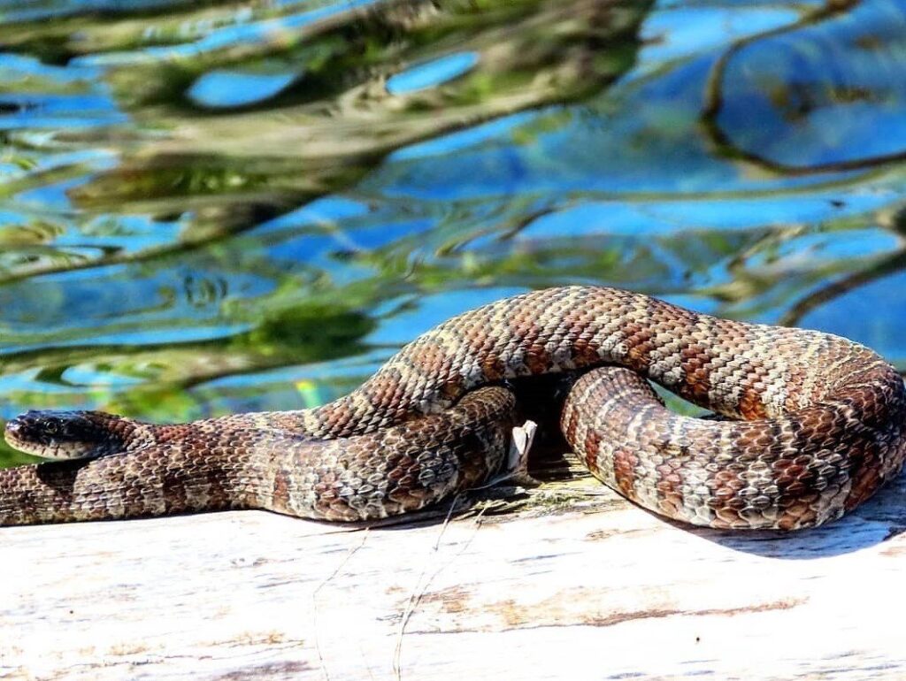 S-s-s-snap! Explorer criss-crossing Canada to photograph snakes - Fort ...