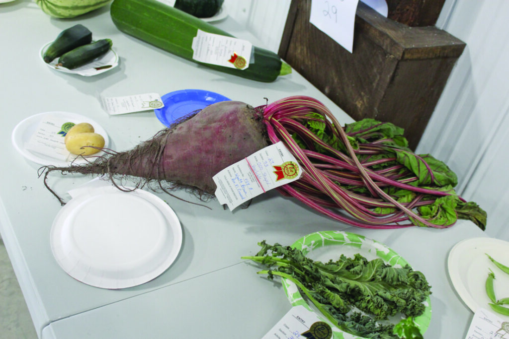 A prize-winning beet is a testament to human endeavour, in a way - Fort ...