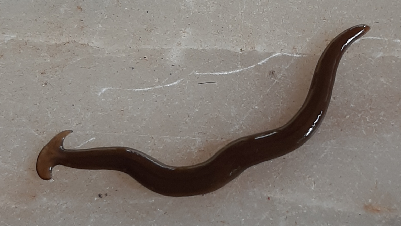 ‘Gross,’ ‘creepy’ and toxic: Hammerhead worm spotted in Muskoka garden ...